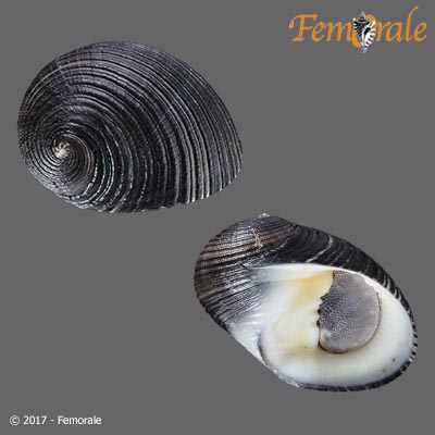 Femorale - Nerita balteata Reeve, 1855