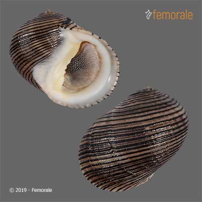 Femorale - Nerita balteata Reeve, 1855
