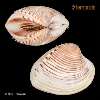 Femorale - Pitar dione (L., 1758)
