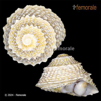 Femorale - Astraea phoebia Roding, 1798