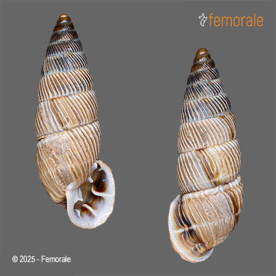 Femorale - Since 1989