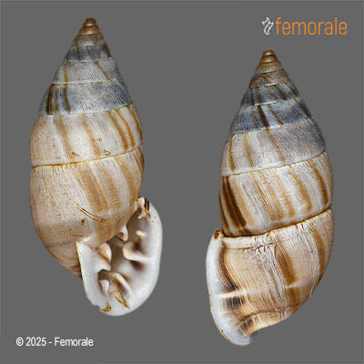 Femorale - Since 1989