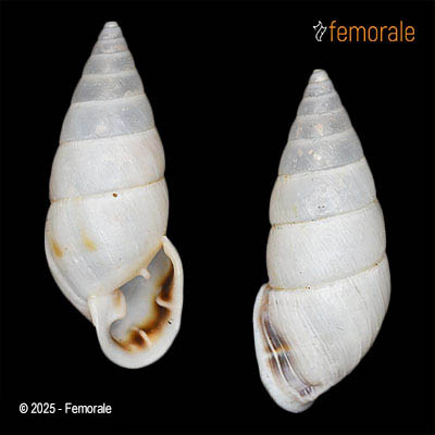 Femorale - Since 1989