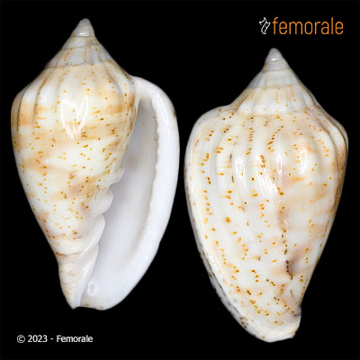 Femorale - Since 1989