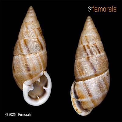 Femorale - Since 1989