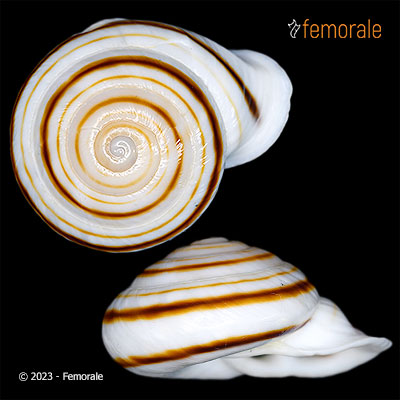 Femorale - Since 1989