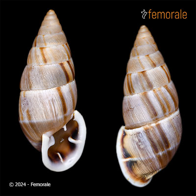 Femorale - Since 1989