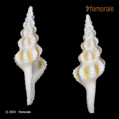 Femorale - Since 1989