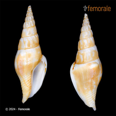 Femorale - Since 1989