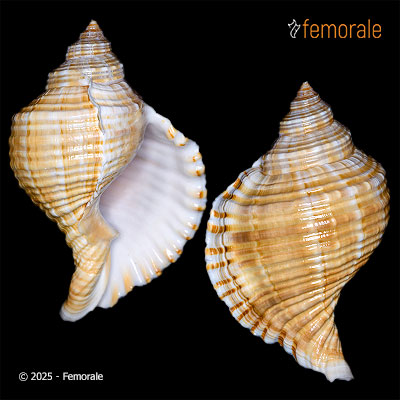 Femorale - Since 1989