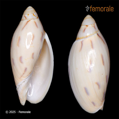 Femorale - Since 1989