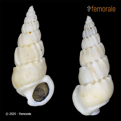 Femorale - Since 1989