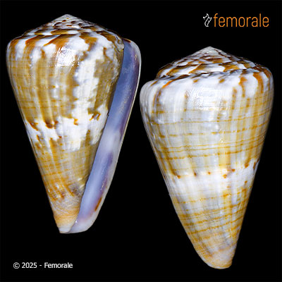 Femorale - Since 1989