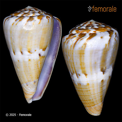 Femorale - Since 1989