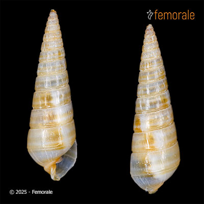 Femorale - Since 1989