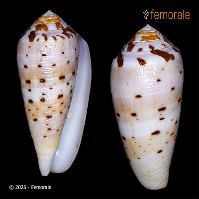 Femorale - Since 1989