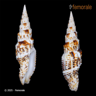 Femorale - Since 1989