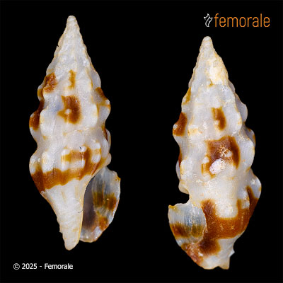 Femorale - Since 1989