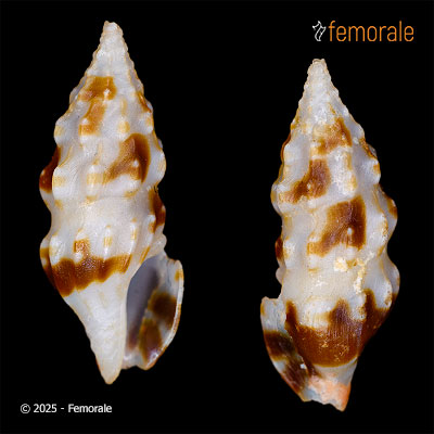 Femorale - Since 1989