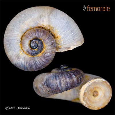 Femorale - Since 1989