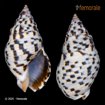 Femorale - Since 1989