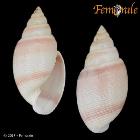 Femorale - Since 1989