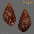 Femorale - Since 1989