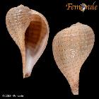 Femorale - Since 1989