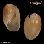 Femorale - Since 1989