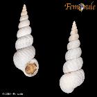 Femorale - Since 1989