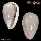 Femorale - Since 1989