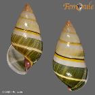 Femorale - Since 1989