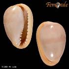 Femorale - Since 1989