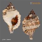 Femorale - Since 1989