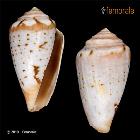 Femorale - Since 1989