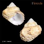 Femorale - Since 1989