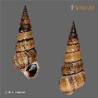 Femorale - Since 1989