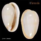 Femorale - Since 1989