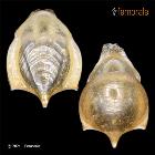 Femorale - Since 1989