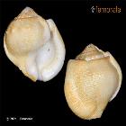 Femorale - Since 1989