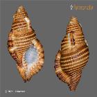 Femorale - Since 1989