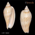 Femorale - Since 1989