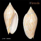 Femorale - Since 1989