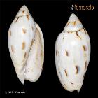 Femorale - Since 1989