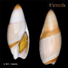 Femorale - Since 1989