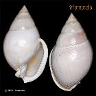 Femorale - Since 1989