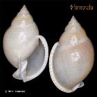 Femorale - Since 1989