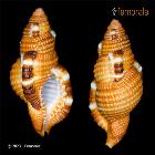 Femorale - Since 1989