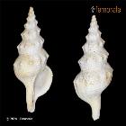 Femorale - Since 1989