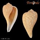 Femorale - Since 1989